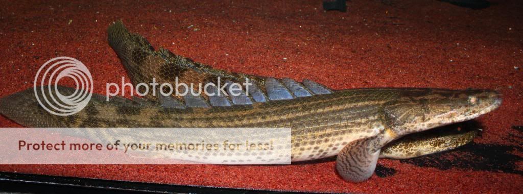 Polypterus sp. Koloton | MonsterFishKeepers.com