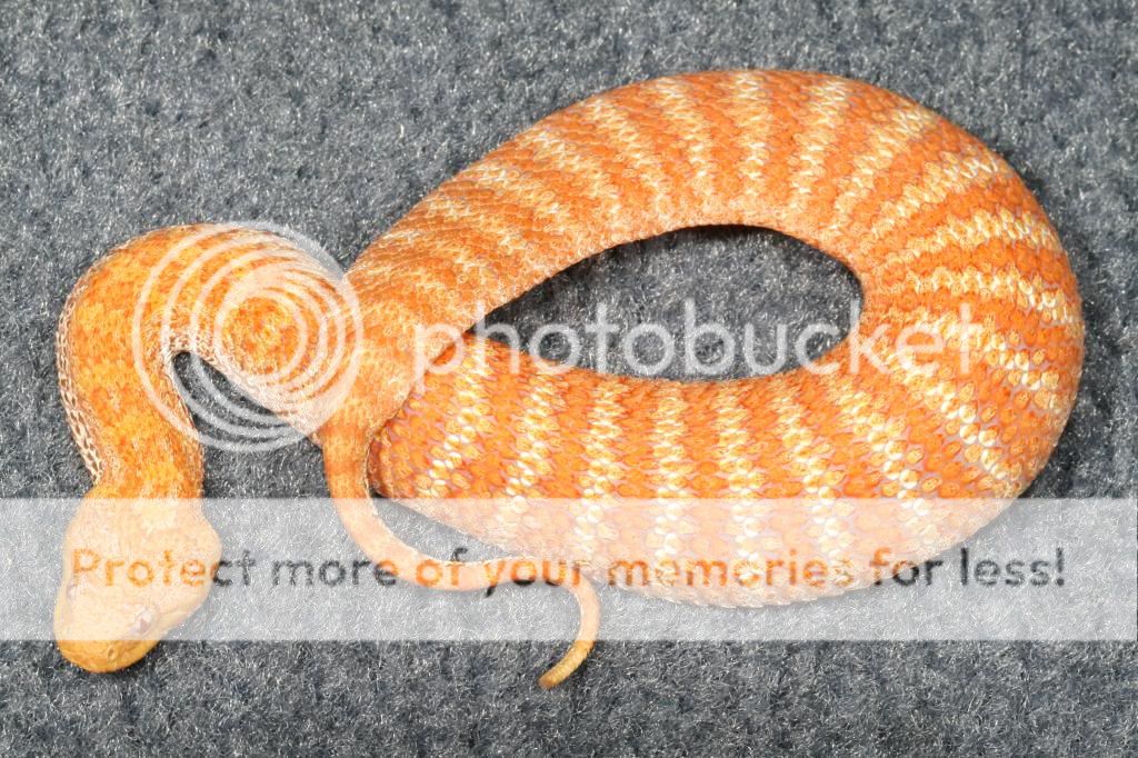 Albino Death Adders | Aussie Pythons & Snakes Forum