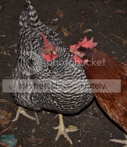 100 Pictures of My Flock (Pic Heavy!) | Page 6 | BackYard Chickens ...