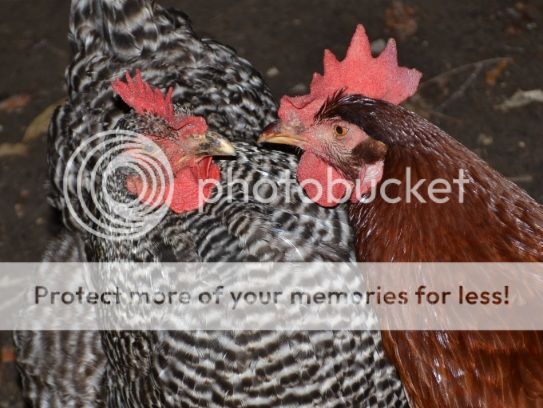 100 Pictures of My Flock (Pic Heavy!) | Page 6 | BackYard Chickens ...