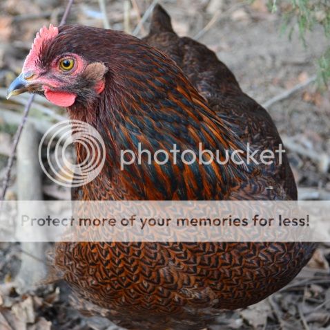 Biddy-Bird's First Egg!!! | BackYard Chickens - Learn How to Raise Chickens